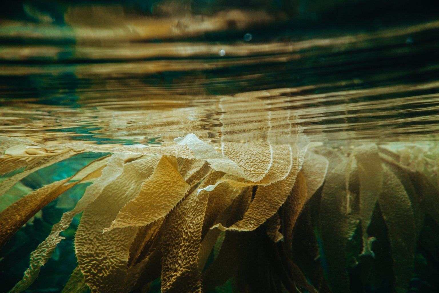 6 Ways To Eat Kelp - Optimistic Mommy